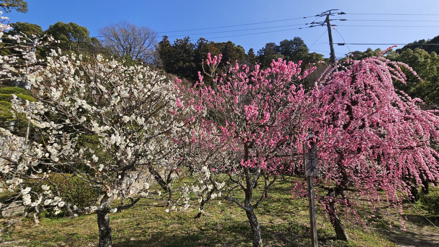 Complete Guide to Dazaifu Tenmangu Shrine: History, Highlights, and ...